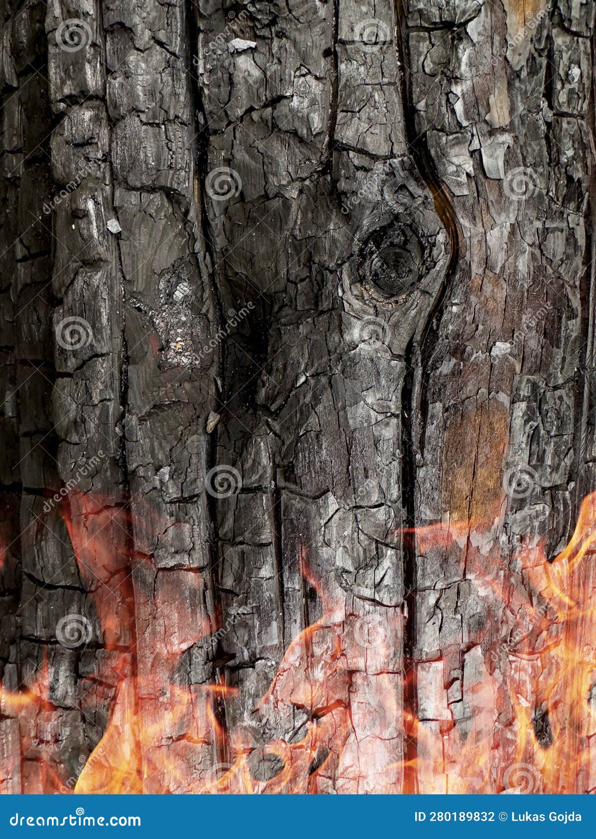 Charred Bark of Pine. Forest after a Devastating Fire Stock Photo ...