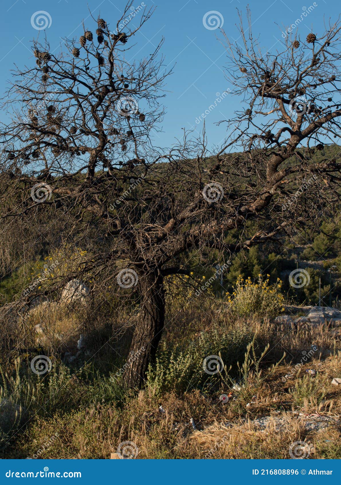 Charred and Blackened Pine Tree after a Forest Fire Passed through ...