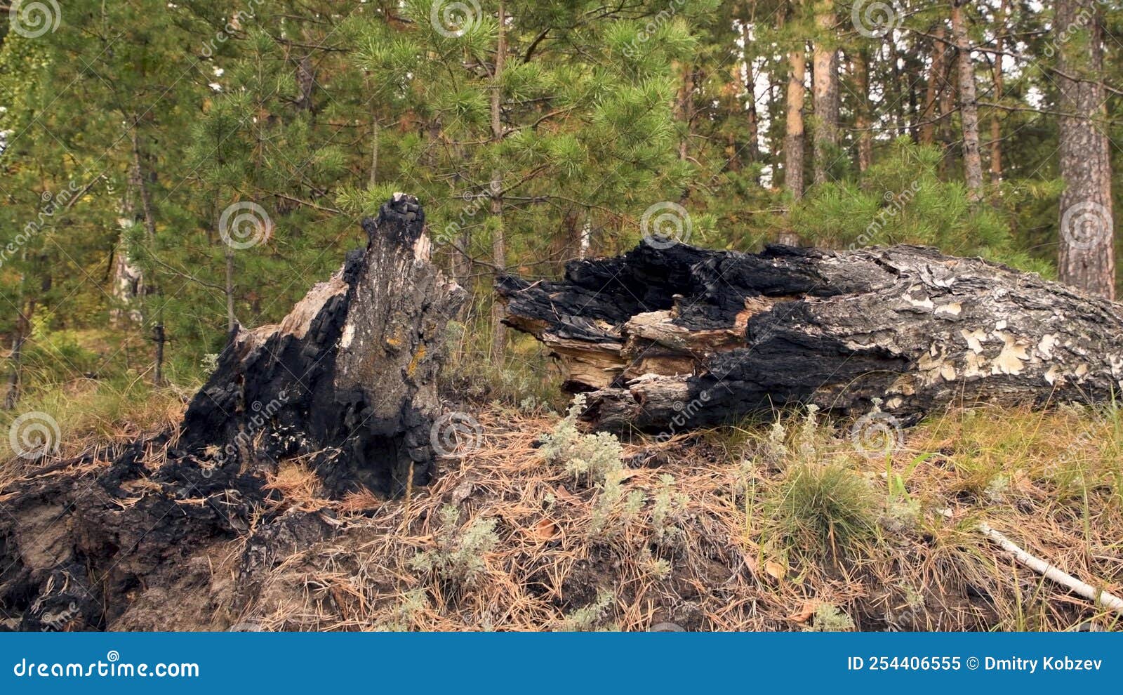 Charred Broken Wood from a Lightning Strike or Fire. Stock Video ...