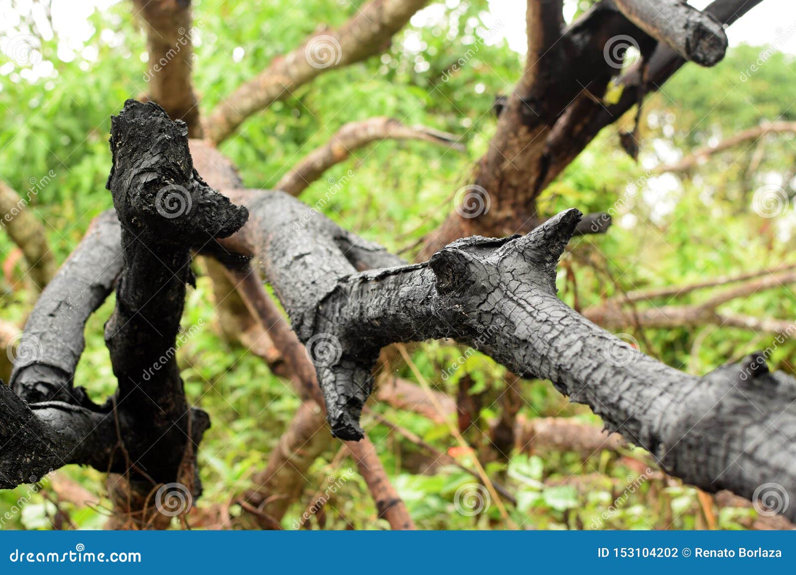 Burnt Branches, Tangled And Interwoven After A Forest Fire Royalty-Free ...