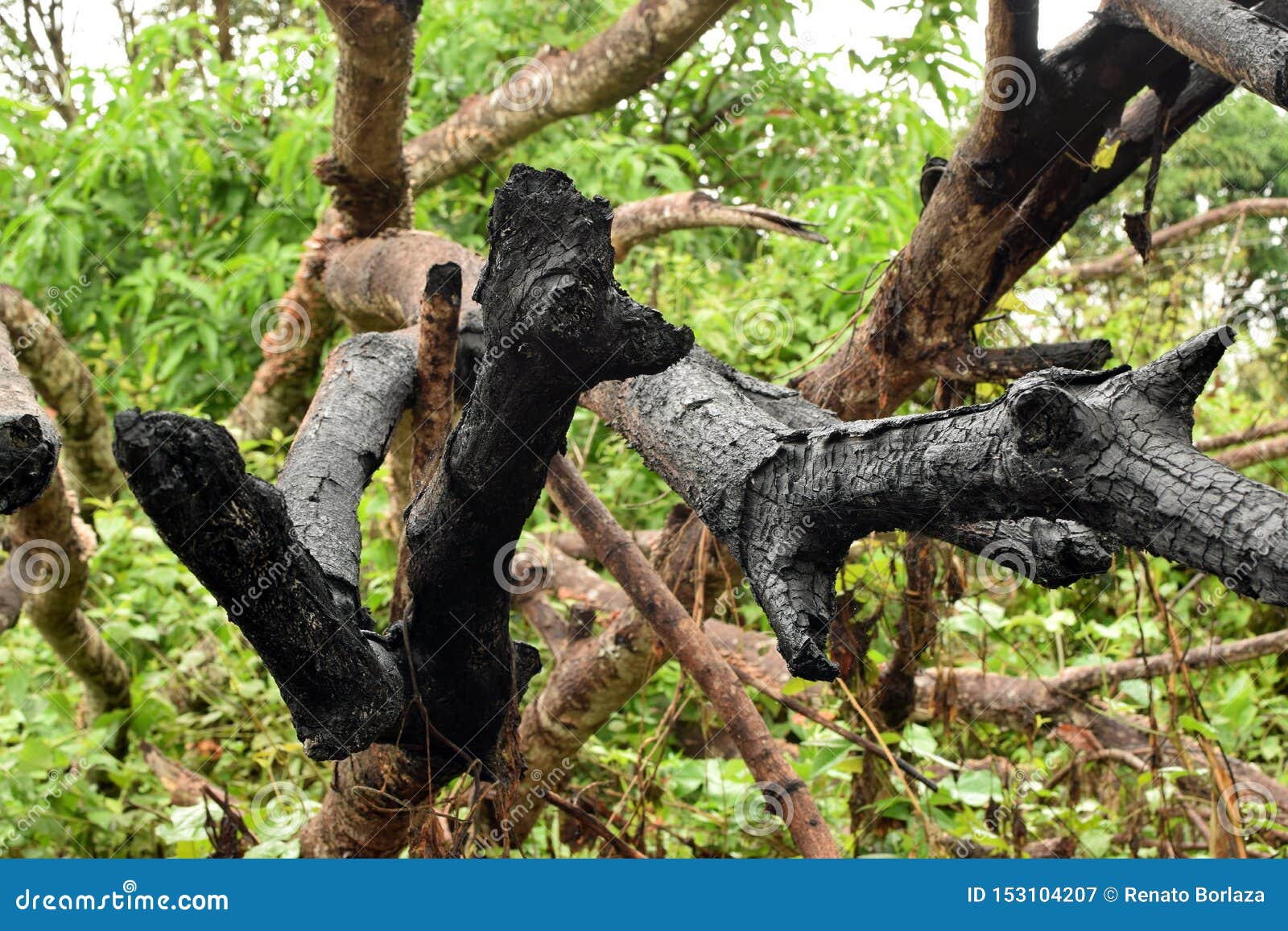 Burnt Branches, Tangled And Interwoven After A Forest Fire Royalty-Free ...