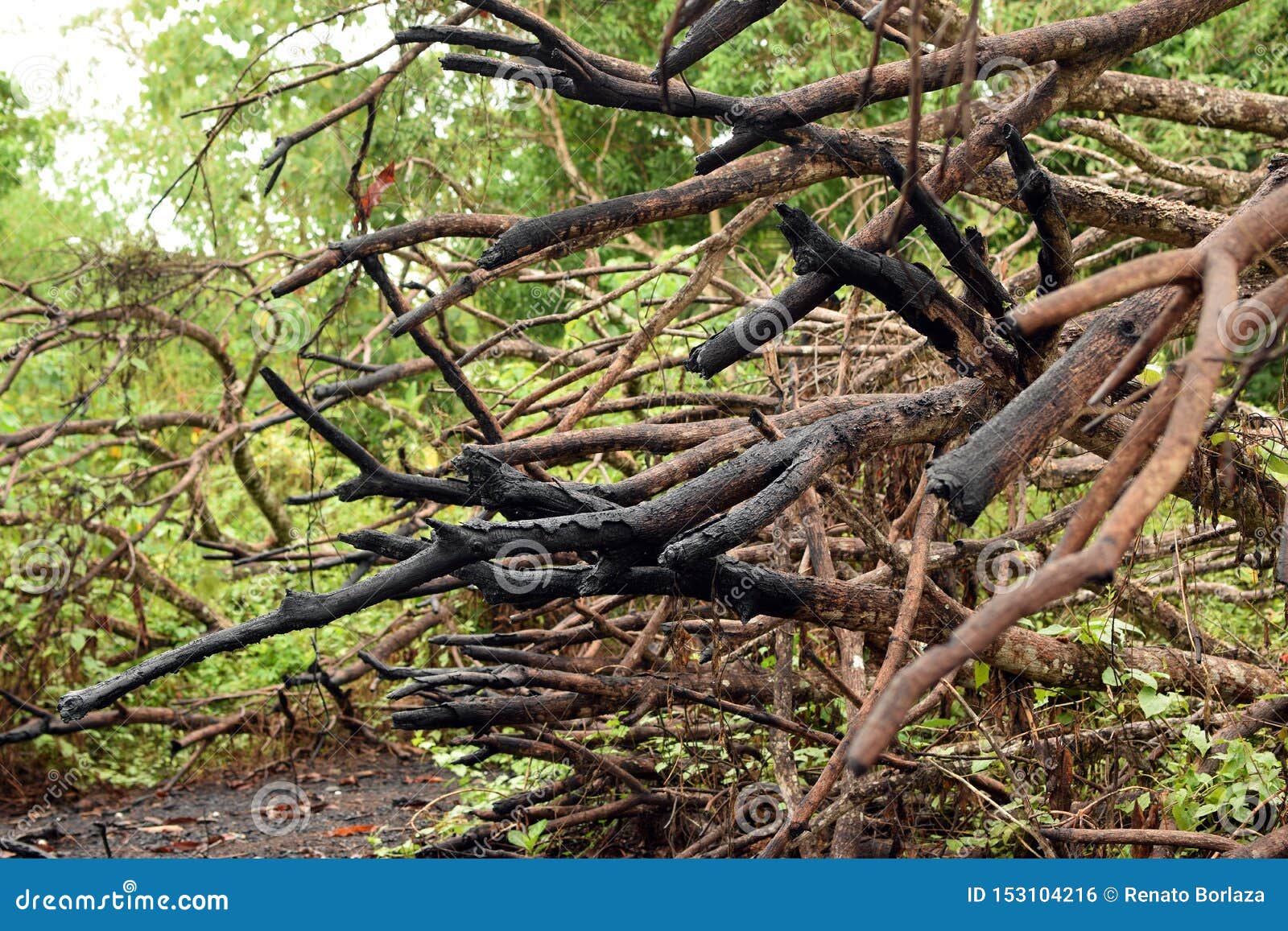 Charred Burnt Branches of Mango Tree Stock Photo - Image of wildfire ...