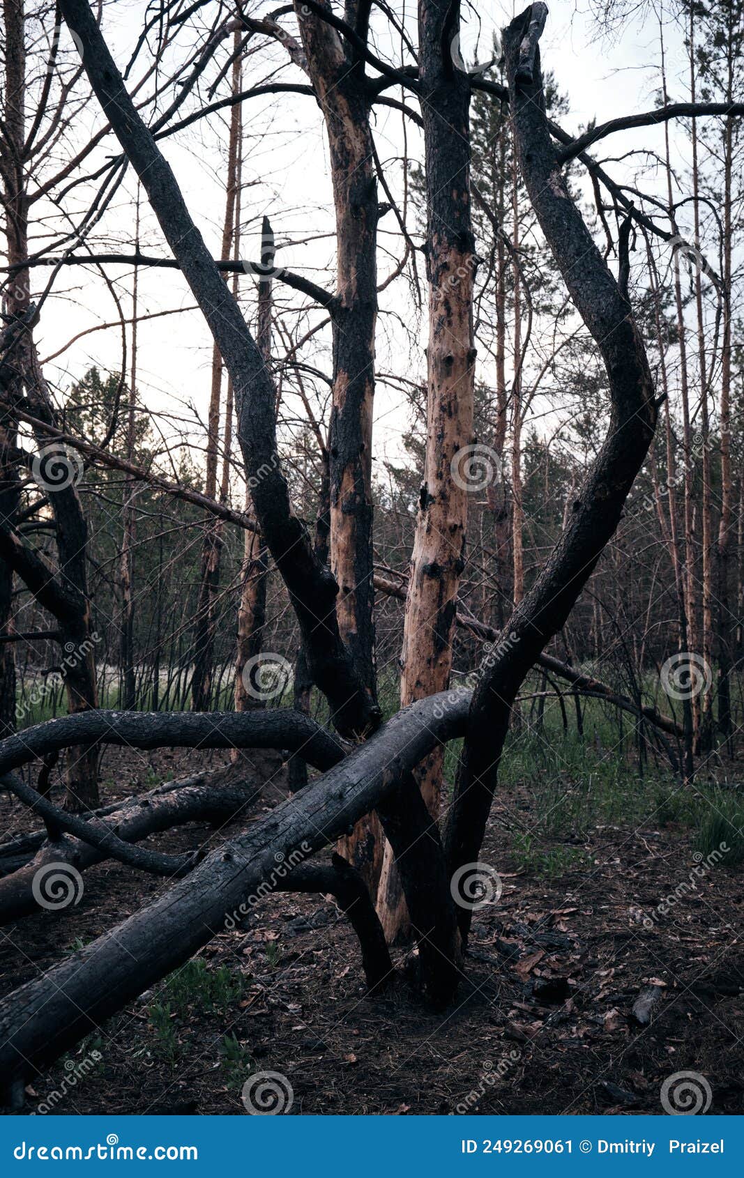 Charred Dead Pine Trees, Forest after Fire Stock Image - Image of ...
