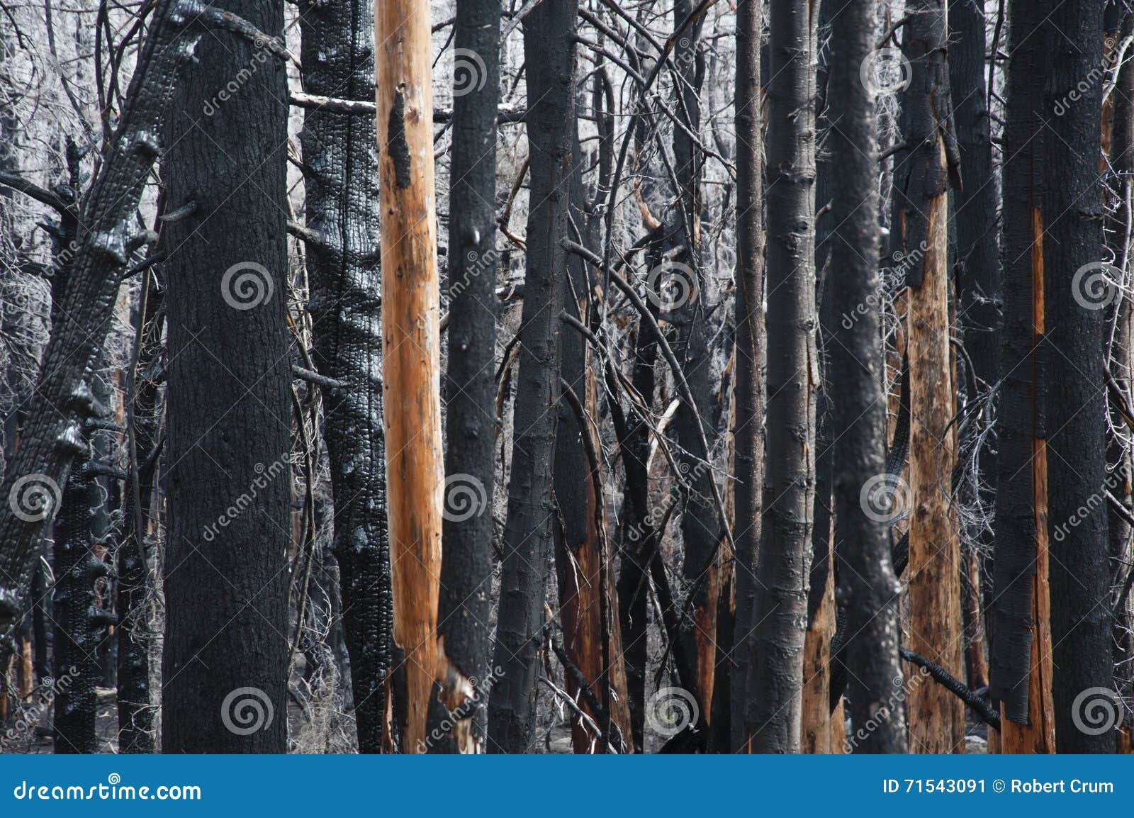 Charred forest stock image. Image of scorch, wildfire - 71543091