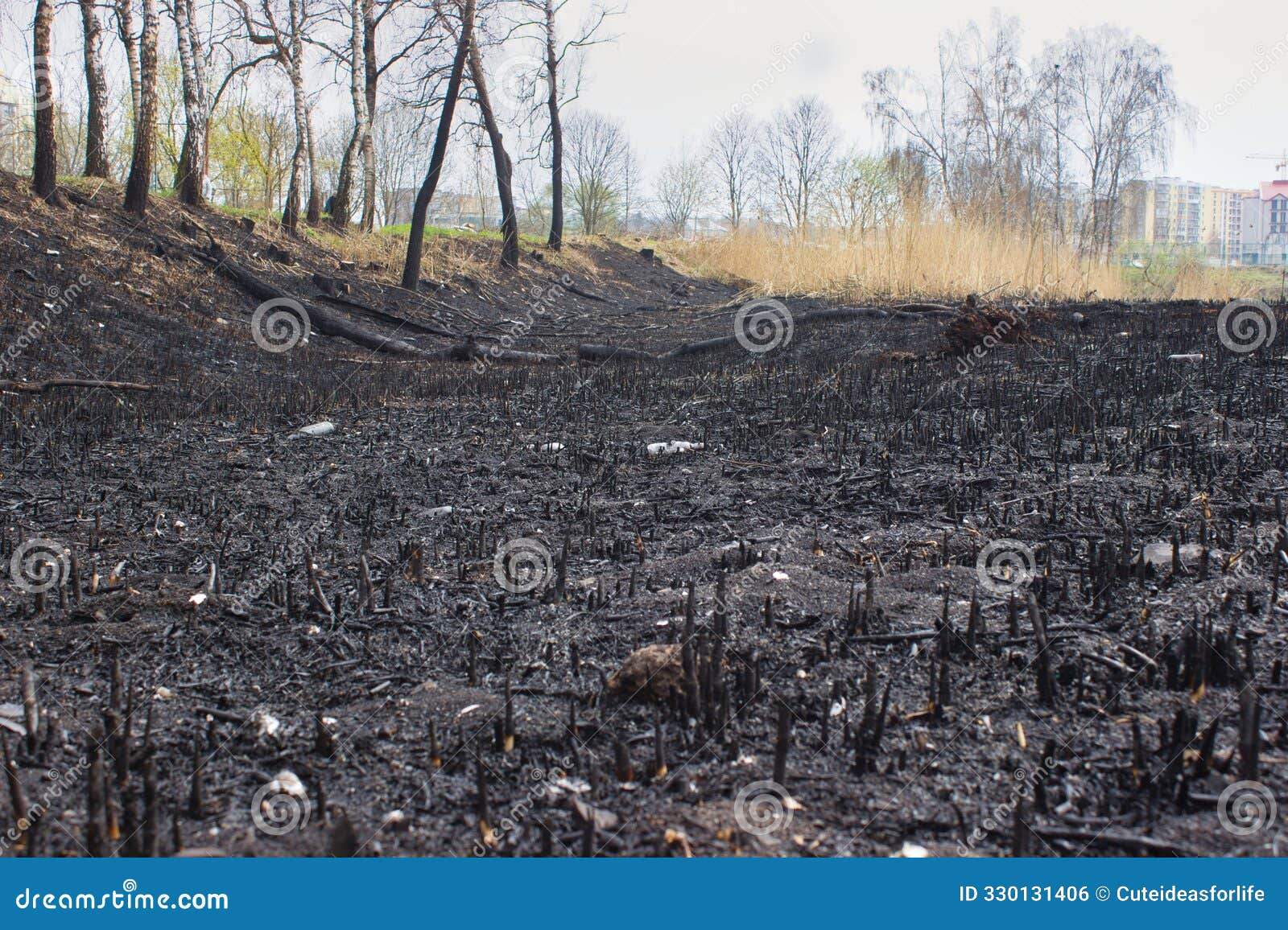 Charred Landscape after Forest Fire Stock Photo - Image of outdoor ...