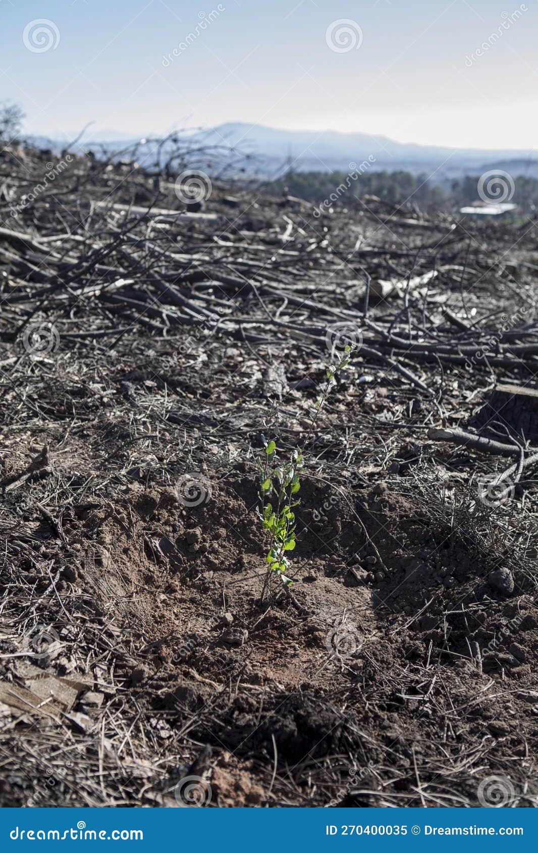 Charred Landscape with Newly Planted Oak Sapling Stock Image - Image of ...