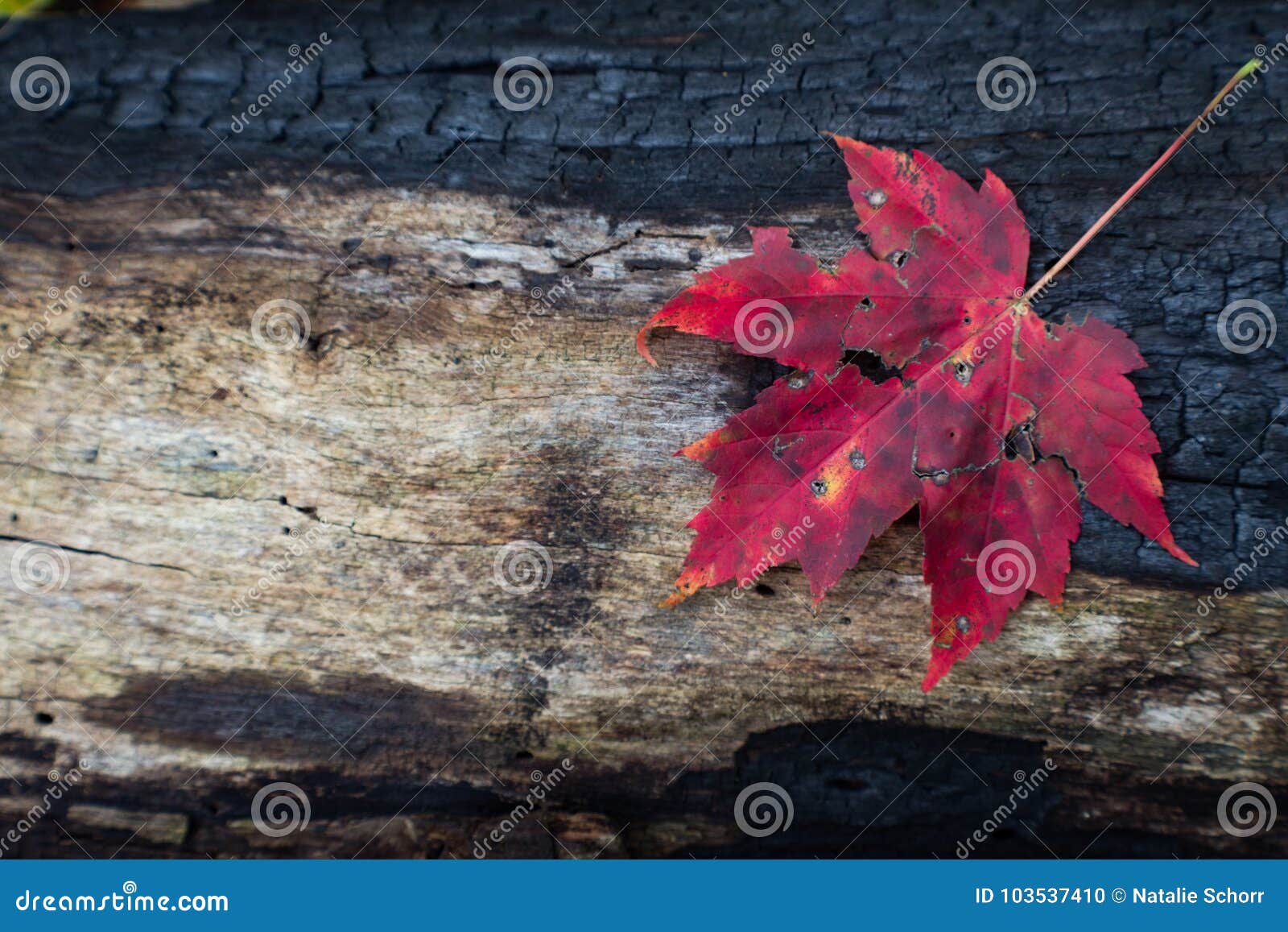 Charred Log from Forest Fire with Red Leaf and Space for Text, Stock ...