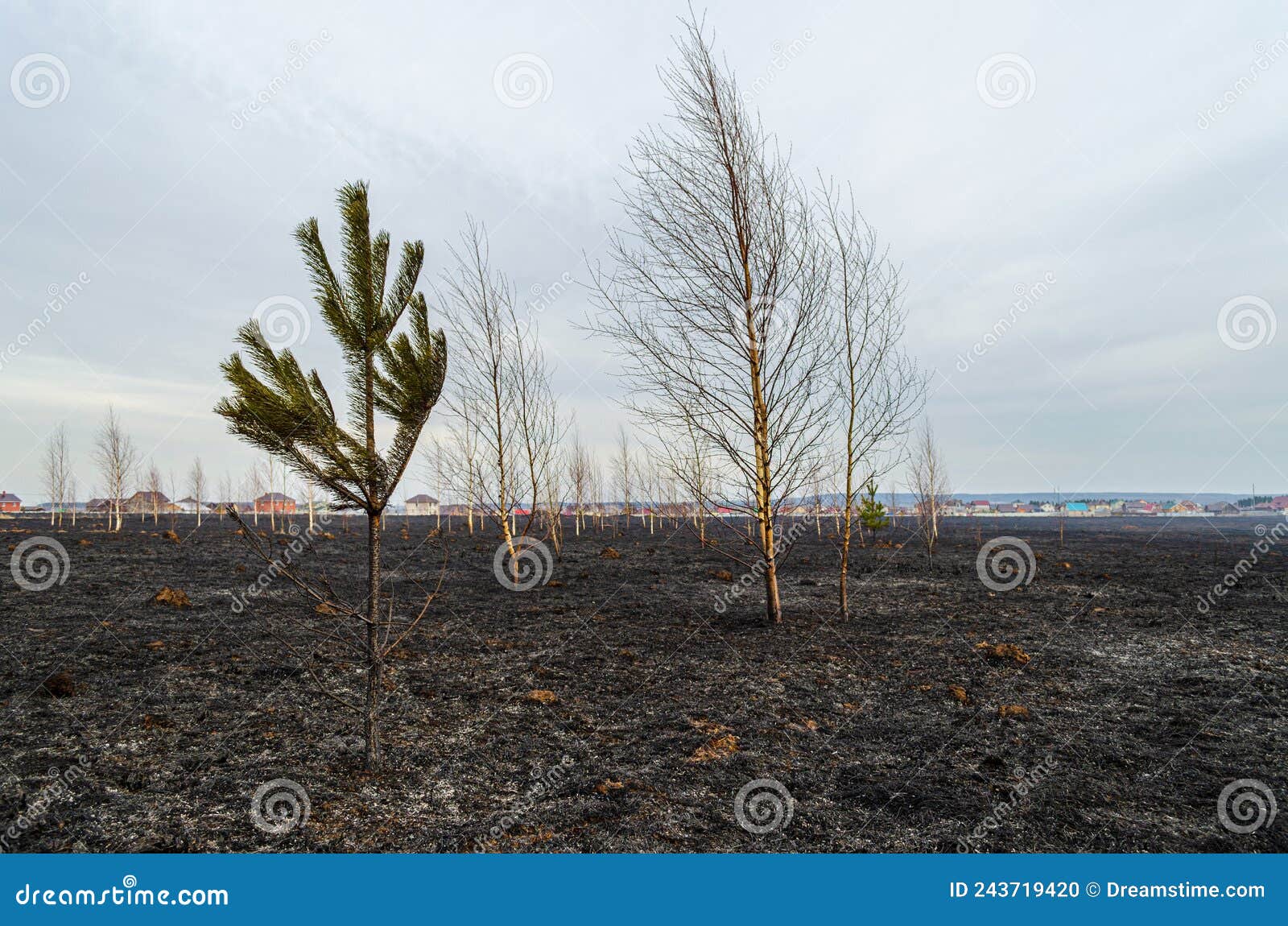 A Charred Pine Tree on a Fire. Stock Photo - Image of fire, pine: 243719420