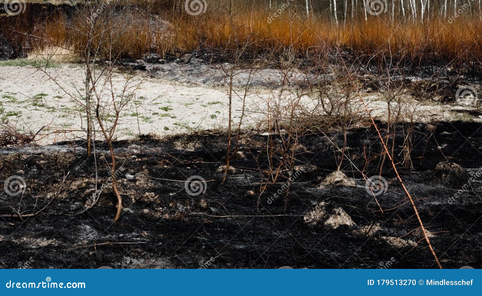 Charred Plants after a Spring Fire. Black Surface of the Rural Field ...