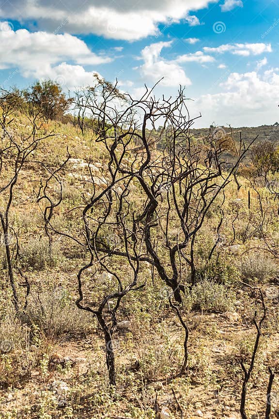 Charred Remnants: Aftermath of a Forest Fire in the Mountains of Cyprus ...