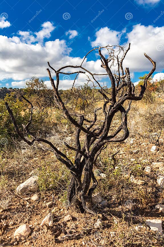 Charred Remnants: Aftermath of a Forest Fire in the Mountains of Cyprus ...