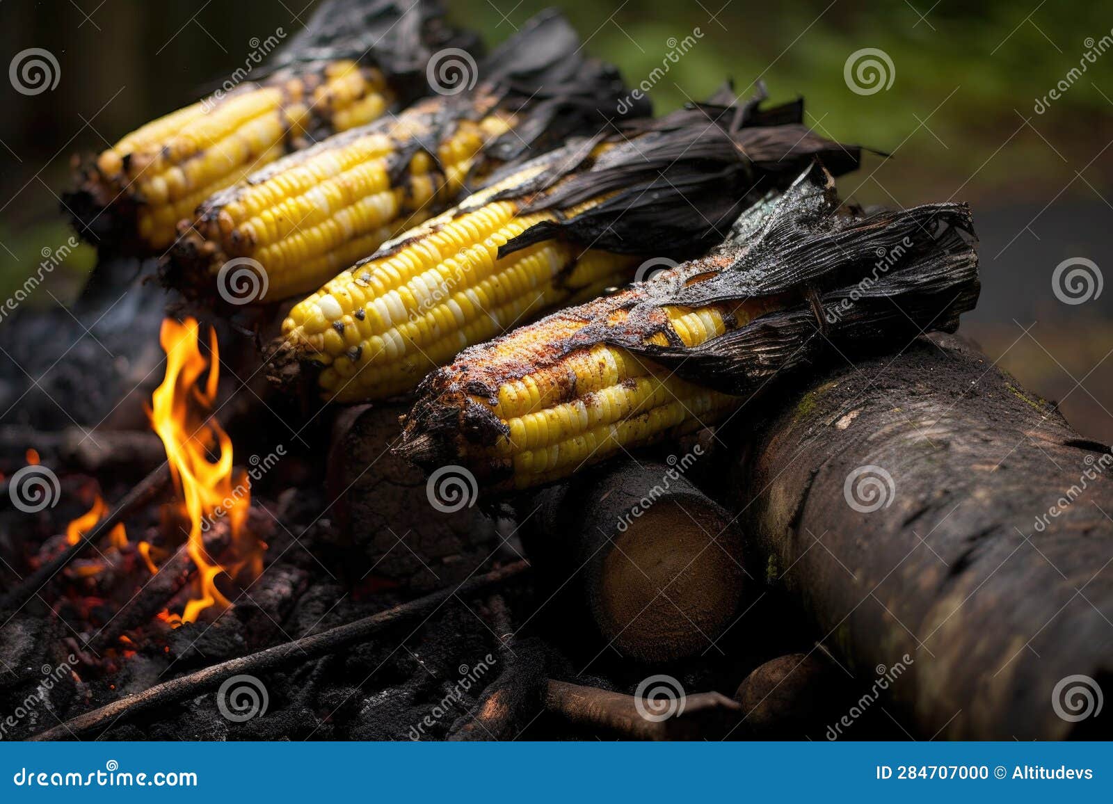 Charred and Roasted Corn on the Cob, Removed from Campfire Stock ...