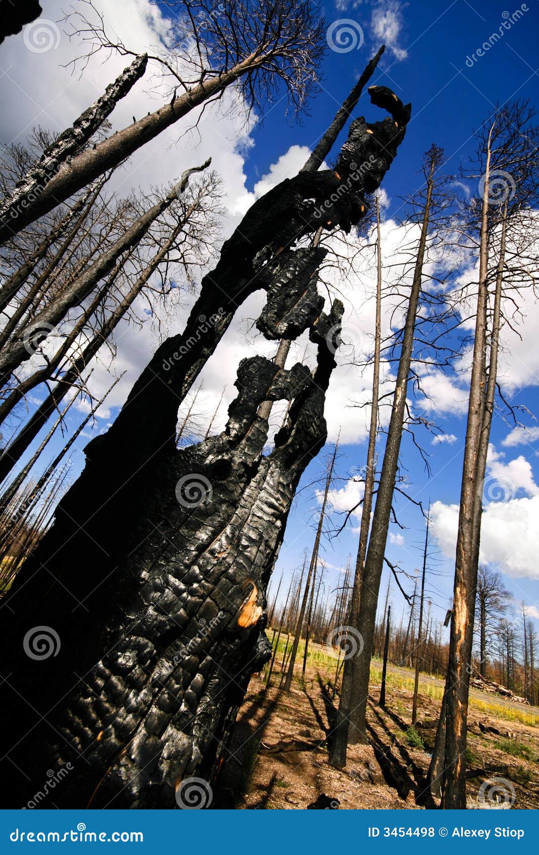 Charred tree stock photo. Image of danger, clouds, black - 3454498