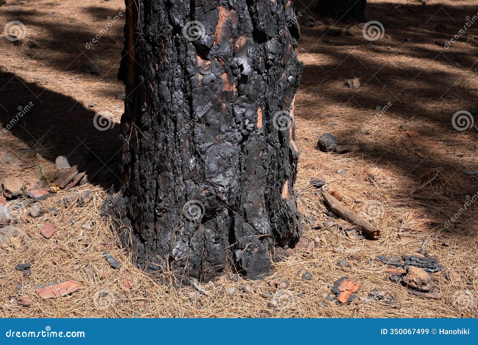 Charred Tree, Burned Trees in Forest after Fire Stock Image - Image of ...