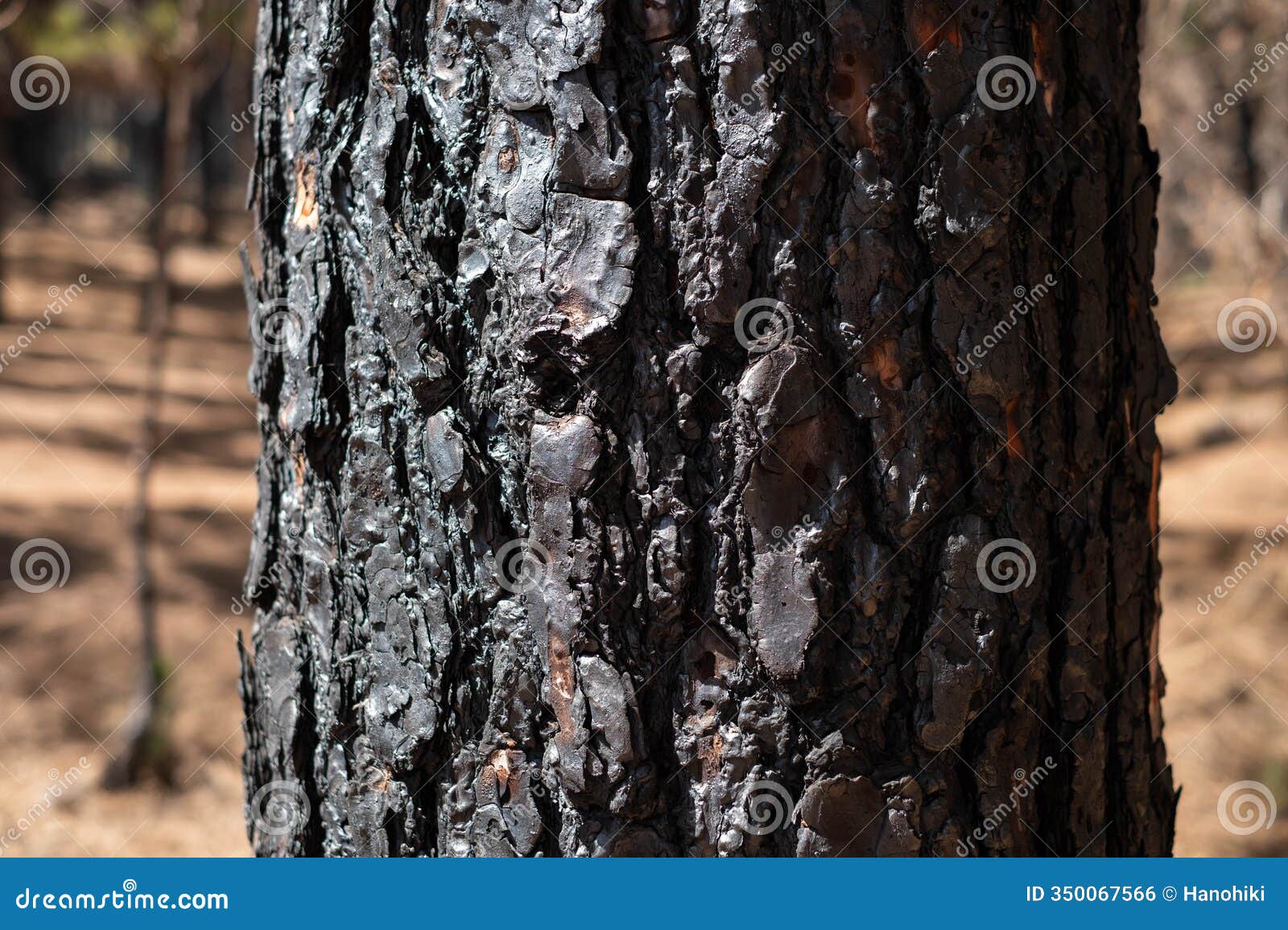 Charred Tree, Burned Trees in Forest after Fire Stock Photo - Image of ...