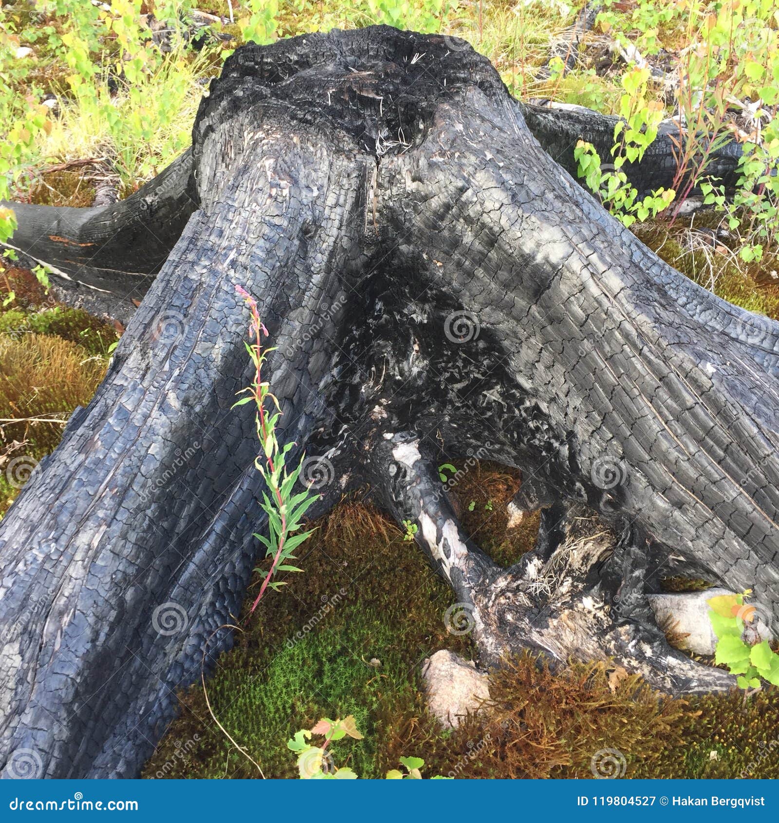 Charred tree stump stock image. Image of kretslopp, skadat - 119804527