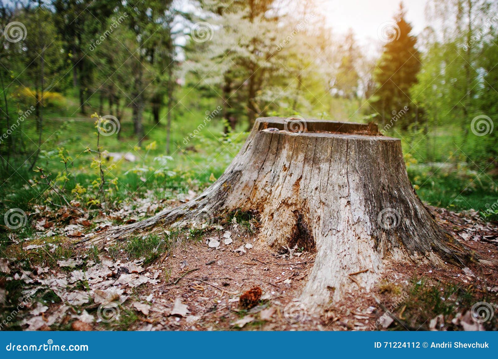 Charred Tree Stump in the Forest Stock Photo - Image of green, timber ...