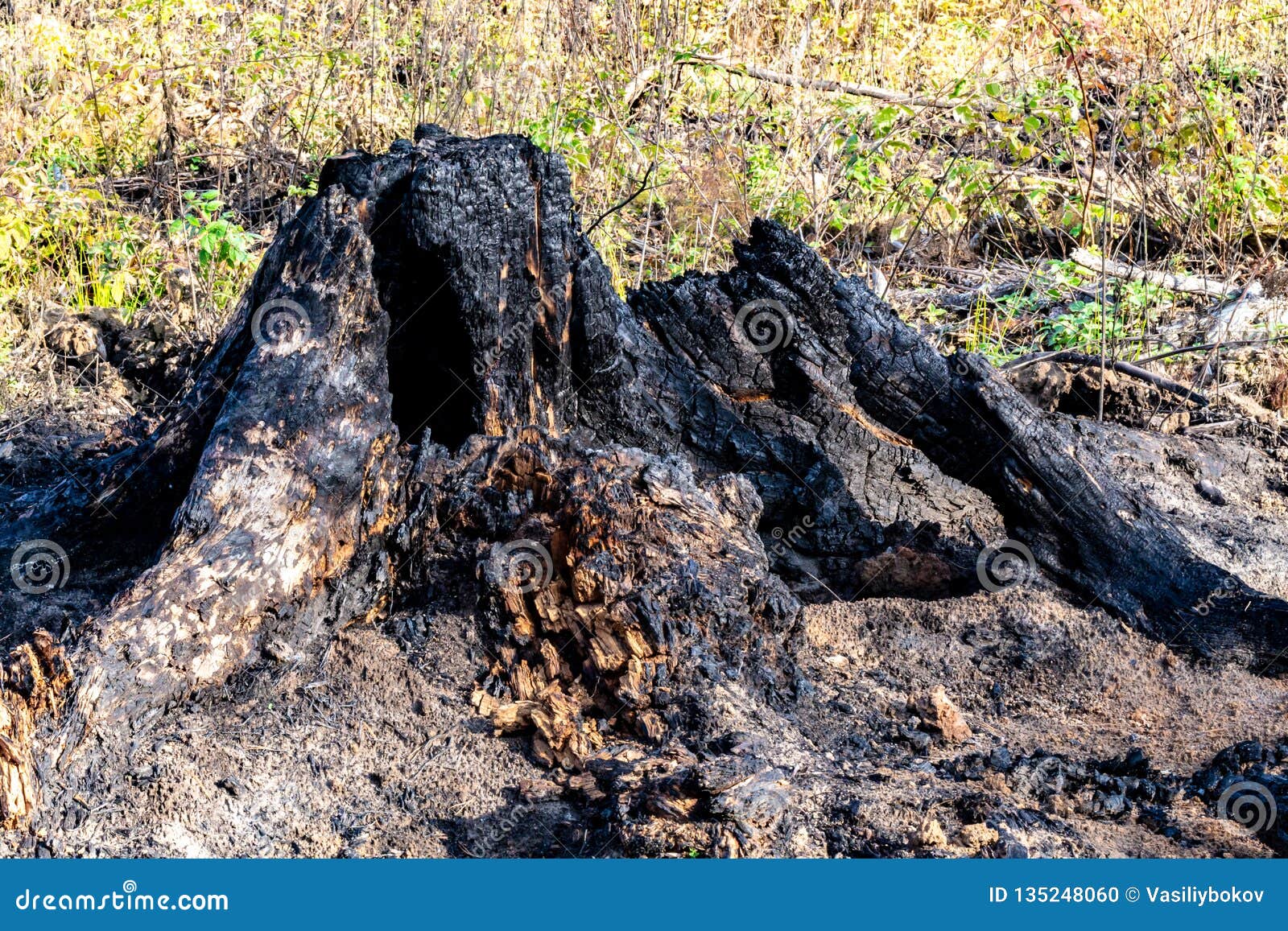 The charred tree stump stock photo. Image of burn, flare - 135248060