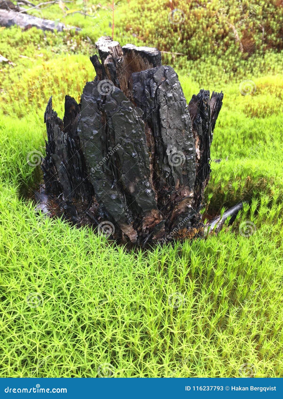 Charred tree stump stock image. Image of wild, lacurren - 116237793
