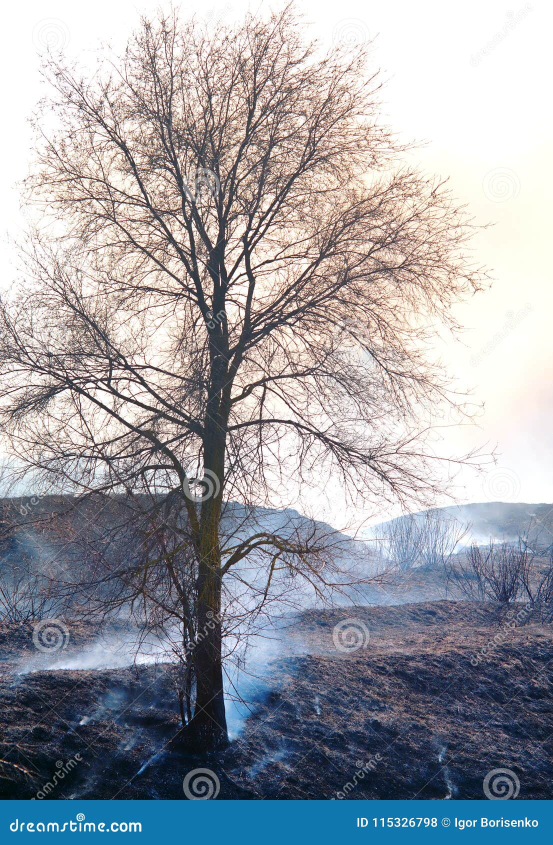 The Charred Tree Survived after the Recent Fire on the Field, Stock ...