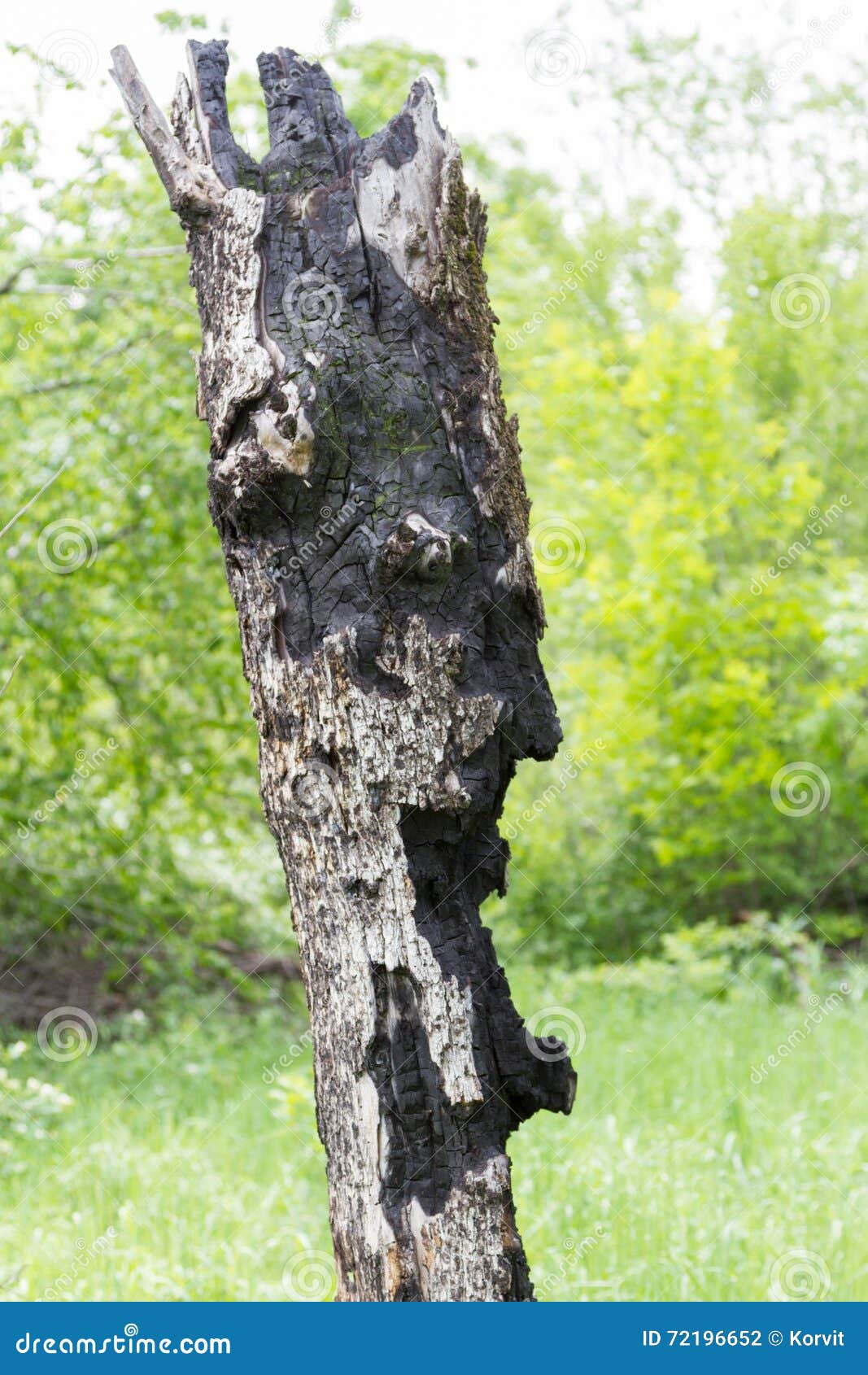 Charred tree trunk stock photo. Image of stub, tree, objects - 72196652