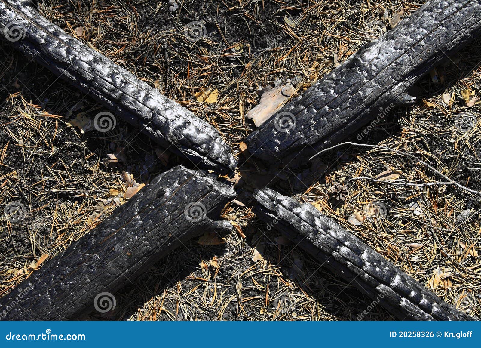 Charred tree trunks stock photo. Image of sign, soot - 20258326