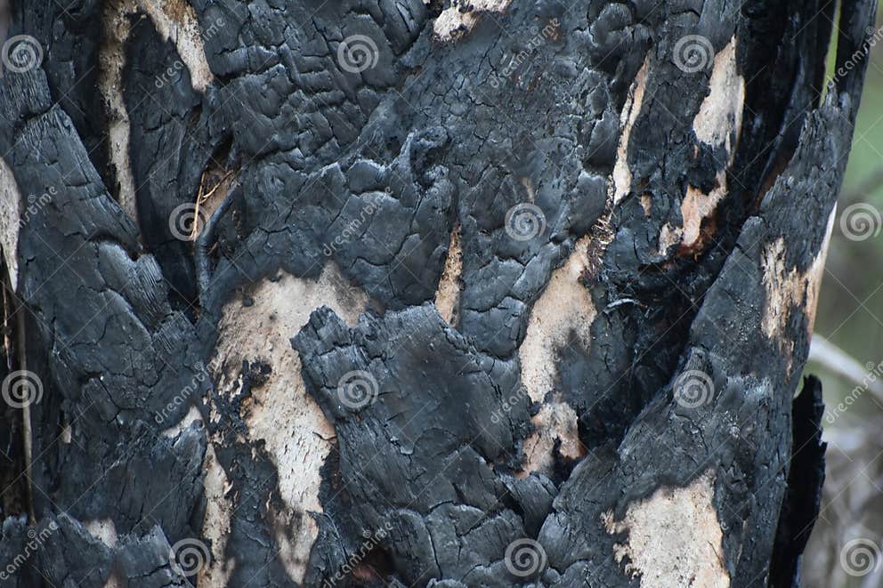 Charred Tree Trunks Burnt from a Fire Stock Photo - Image of charcoal ...