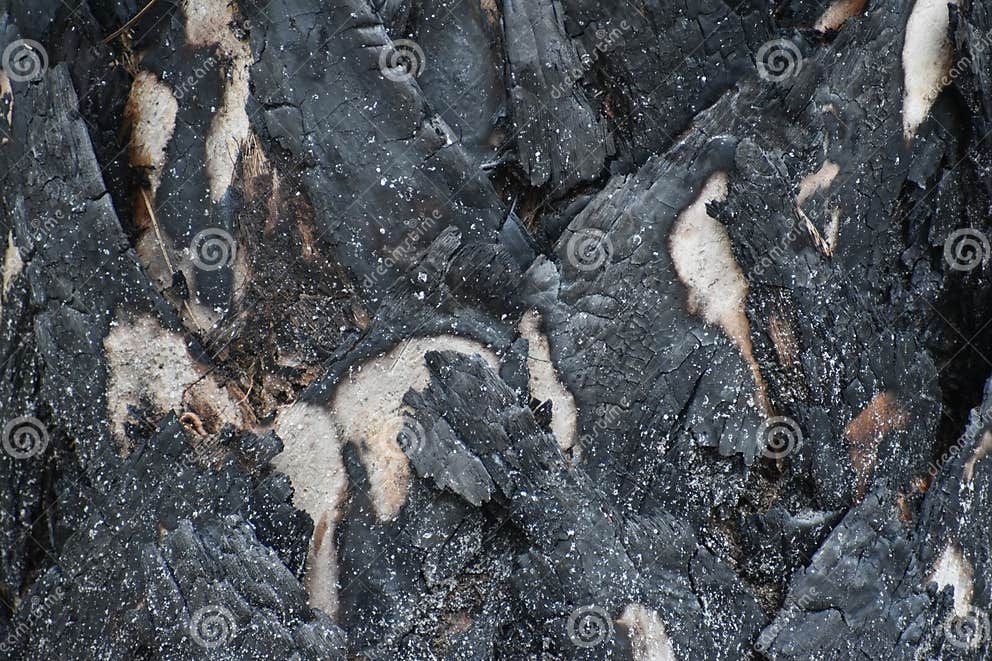 Charred Tree Trunks Burnt from a Fire Stock Photo - Image of carbon ...