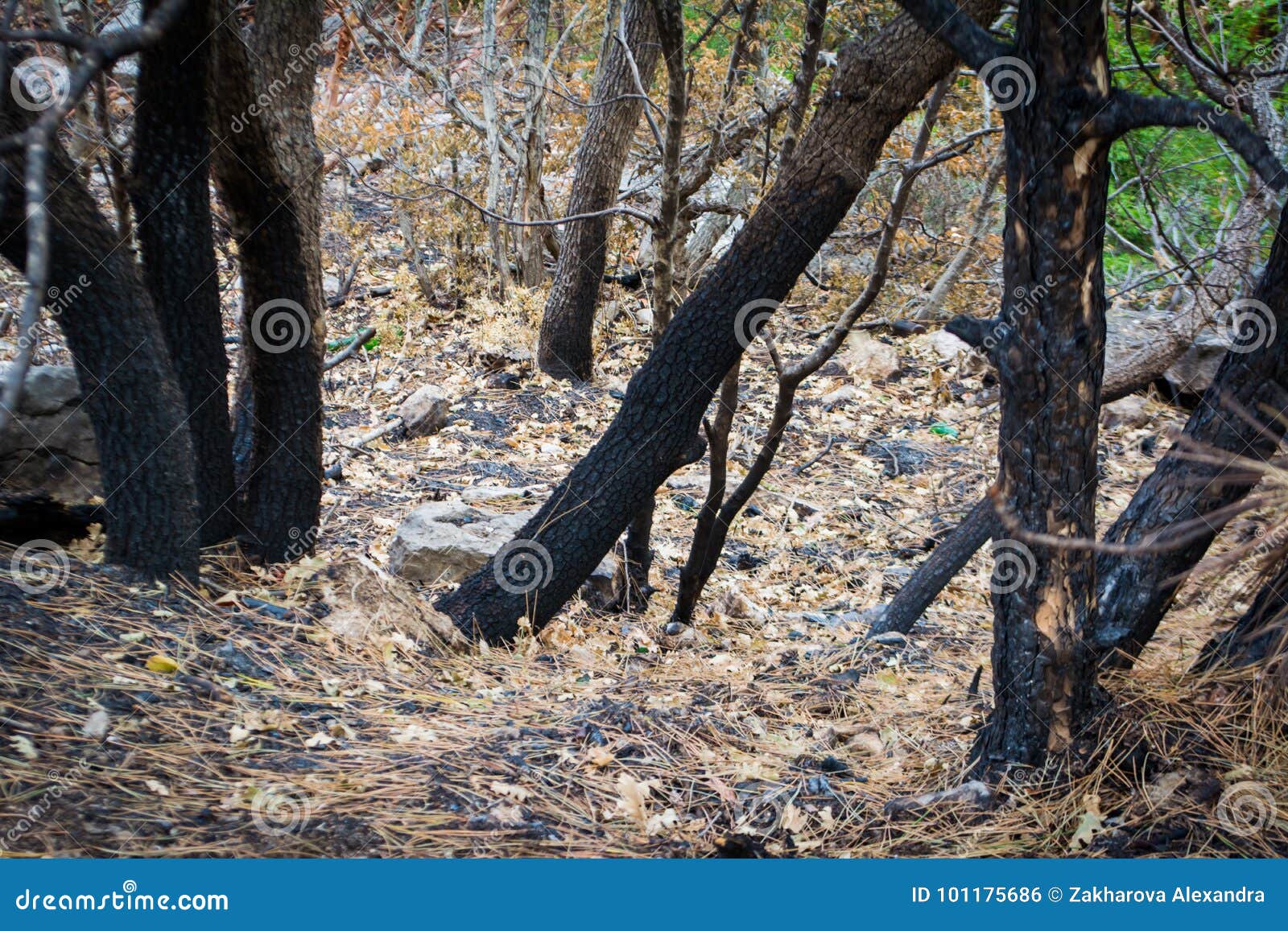 Charred trees stock photo. Image of dark, charred, cinder - 101175686