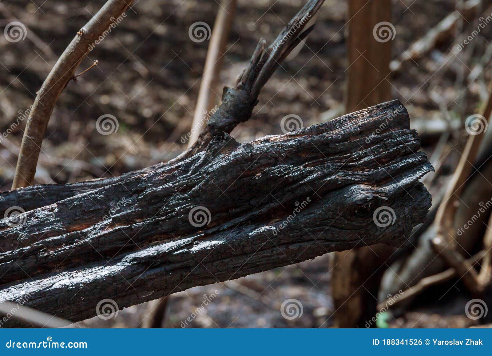 Charred Trees after a Forest Fire. Natural Disasters Stock Photo ...