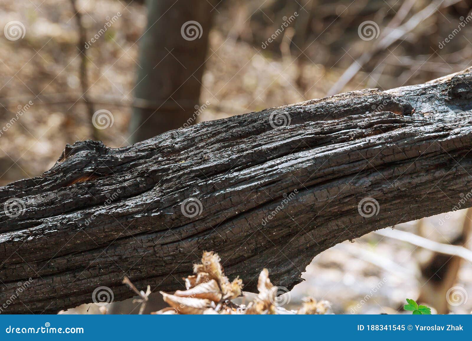 Charred Trees after a Forest Fire. Natural Disasters Stock Image ...
