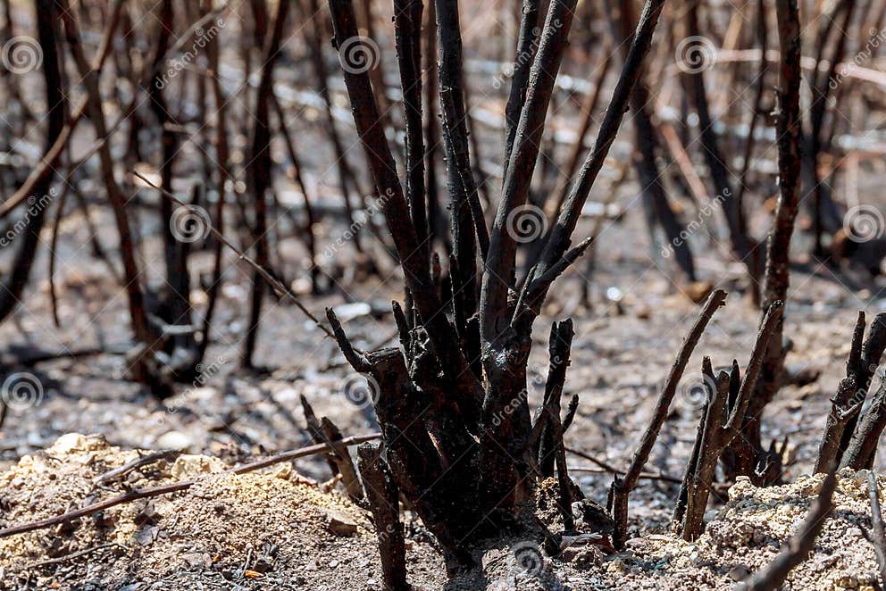 Charred Trees after a Forest Fire. Natural Disasters Stock Photo ...