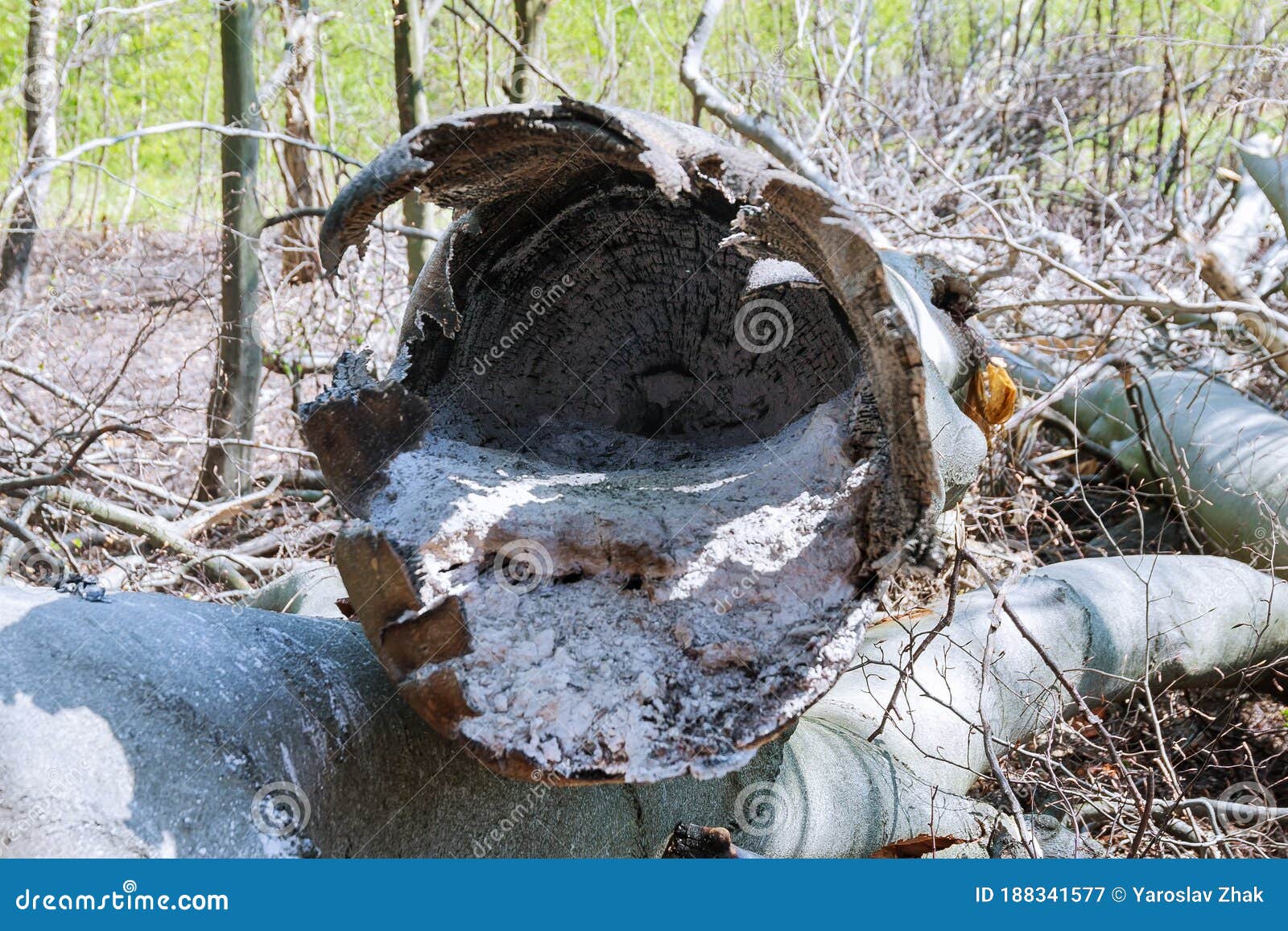 Charred Trees after a Forest Fire. Natural Disasters Stock Image ...