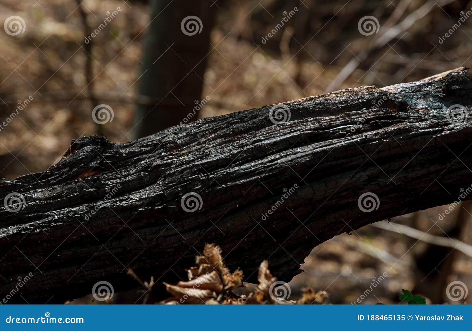 Charred Trees after a Forest Fire. Natural Disasters Stock Image ...