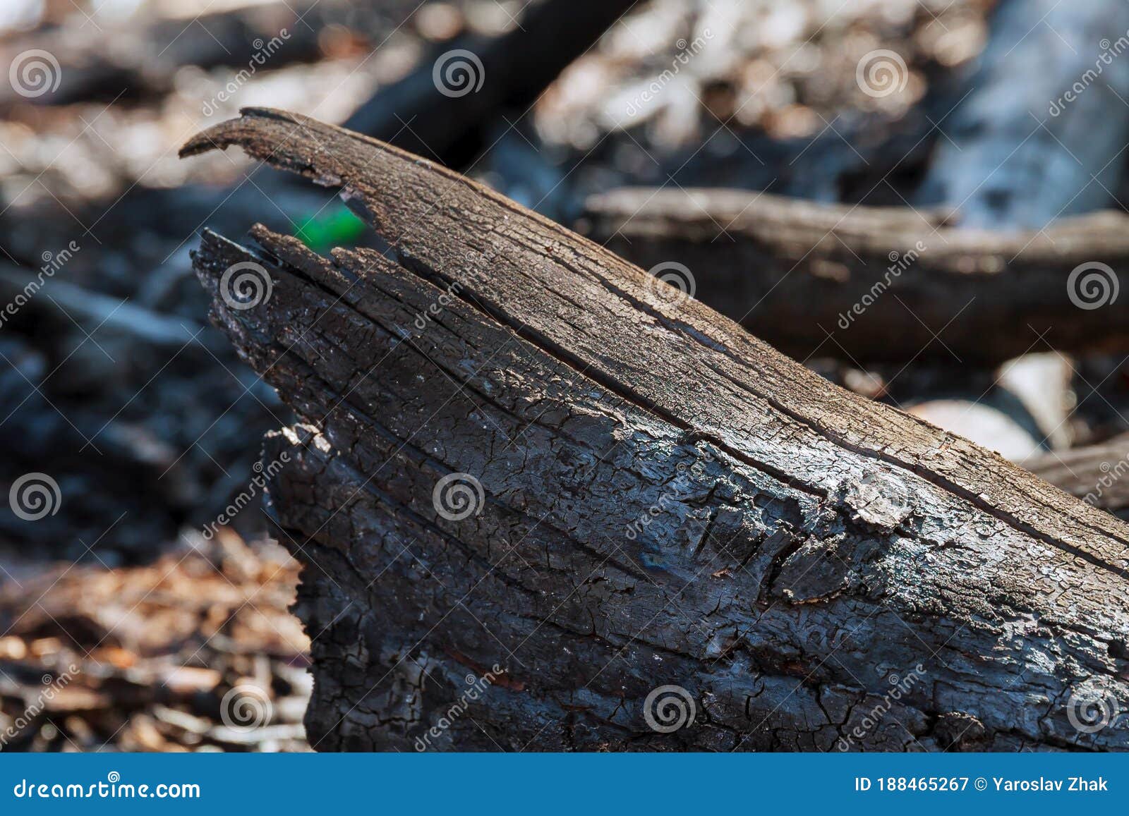 Charred Trees after a Forest Fire. Natural Disasters Stock Image ...