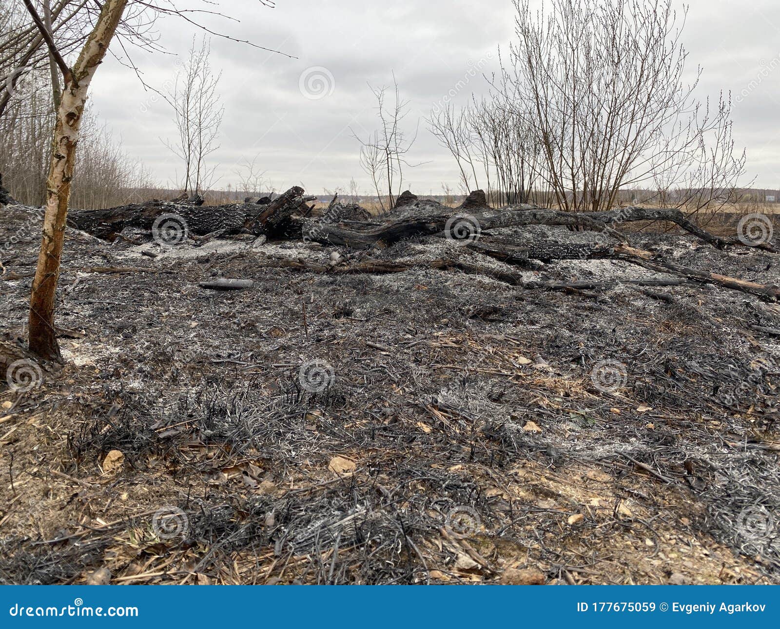 Charred Trees and Grass after a Fire in the Forest Stock Image - Image ...