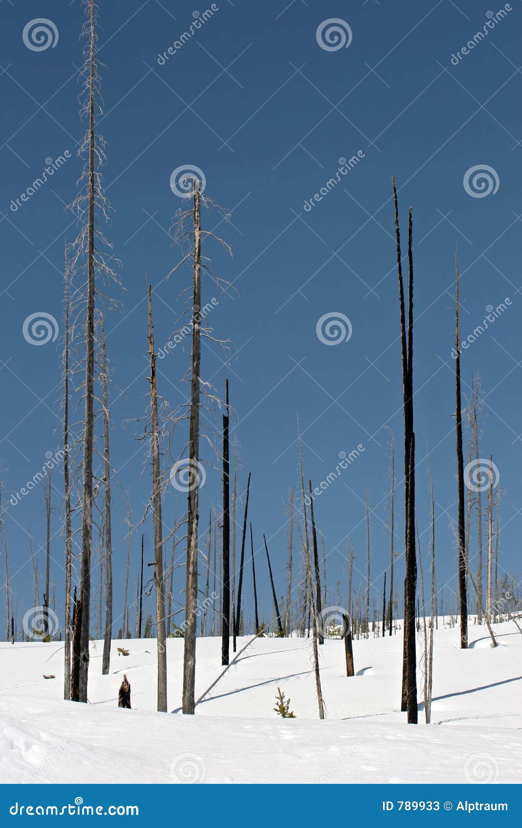 Charred trees in snow stock image. Image of forest, trees - 789933