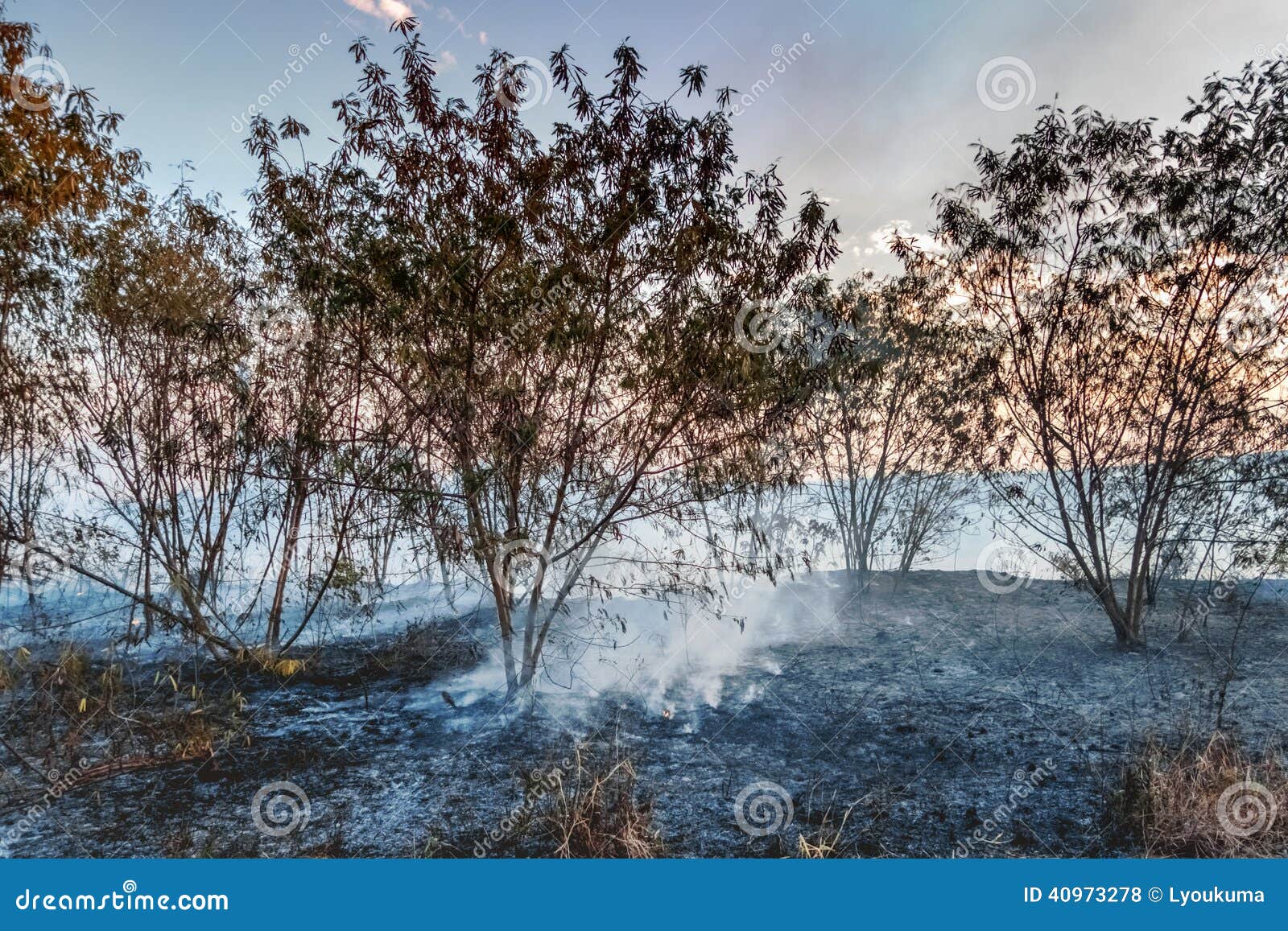 Charred trees stock photo. Image of disaster, trees, destroyed - 40973278