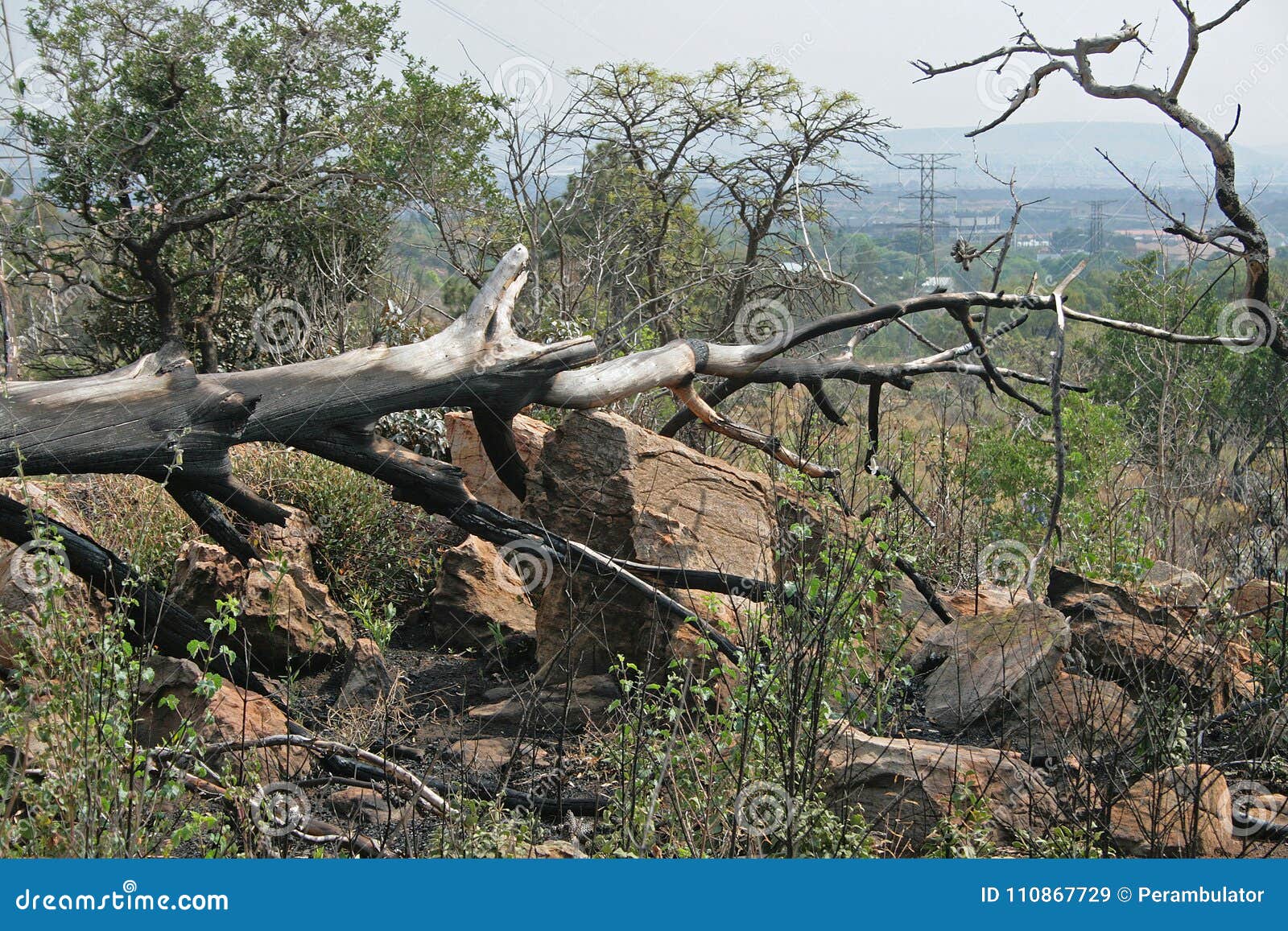 CHARRED TRUNK of FALLEN TREE after FIRE Stock Image - Image of fallen ...