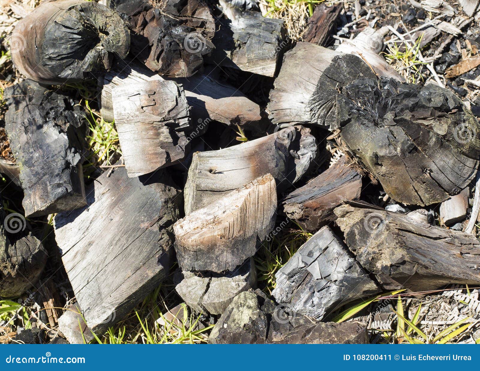 Charred Trunks - Extinguished Bonfire Stock Image - Image of forest ...