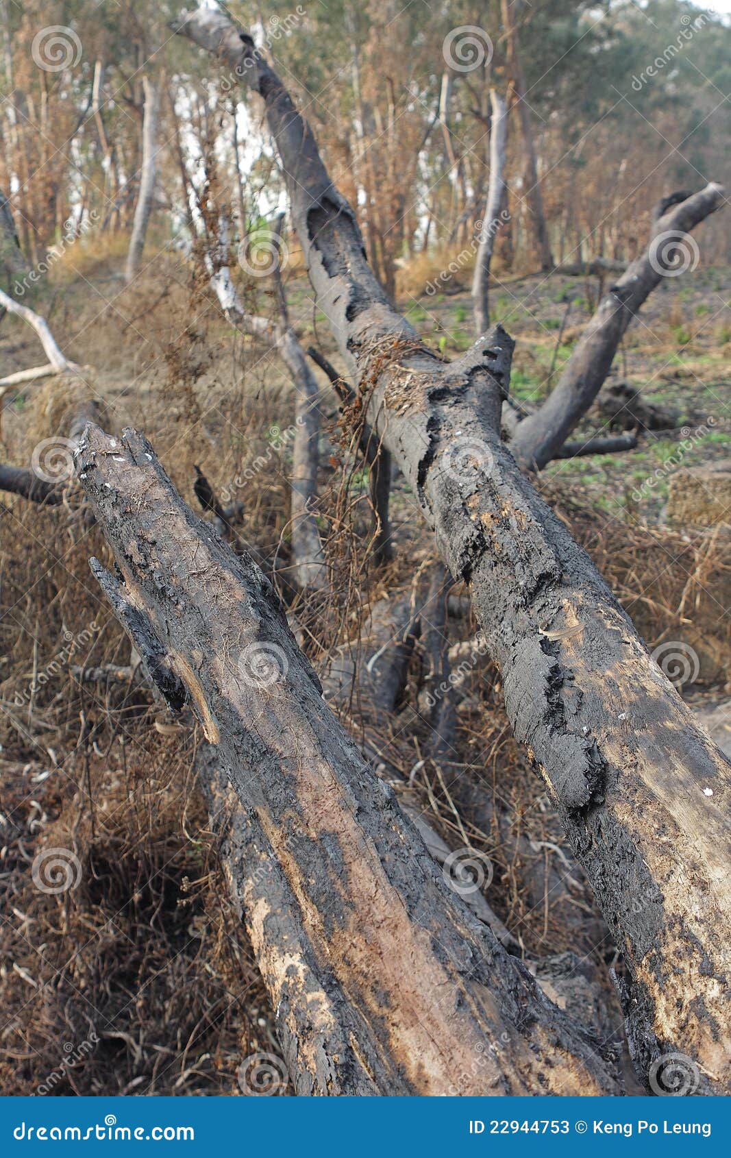 Charred Trunks of Trees after Fire Stock Image - Image of environment ...
