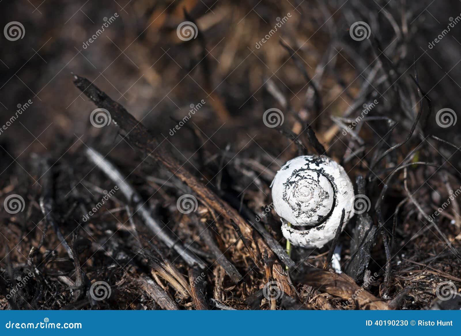 Charred white snail shell stock photo. Image of burned - 40190230