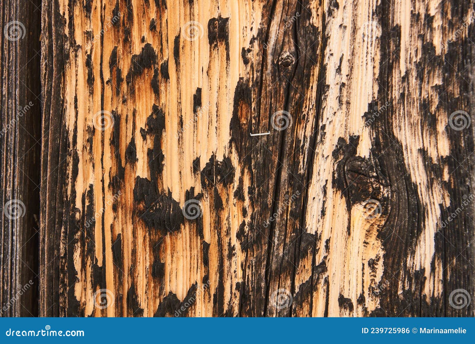 Charred wood texture stock photo. Image of cottage, core - 239725986
