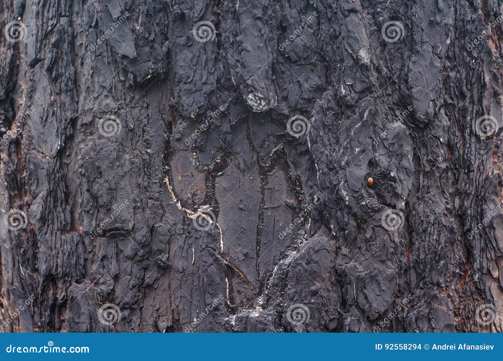 The Charred Wood Texture Background Stock Photo - Image of abstract ...