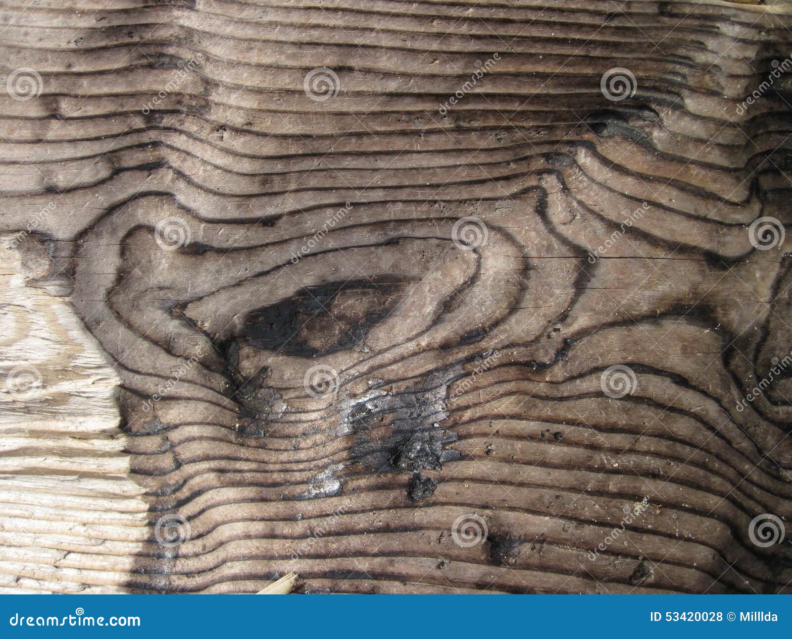 Charred wooden surface stock photo. Image of brown, texture - 53420028