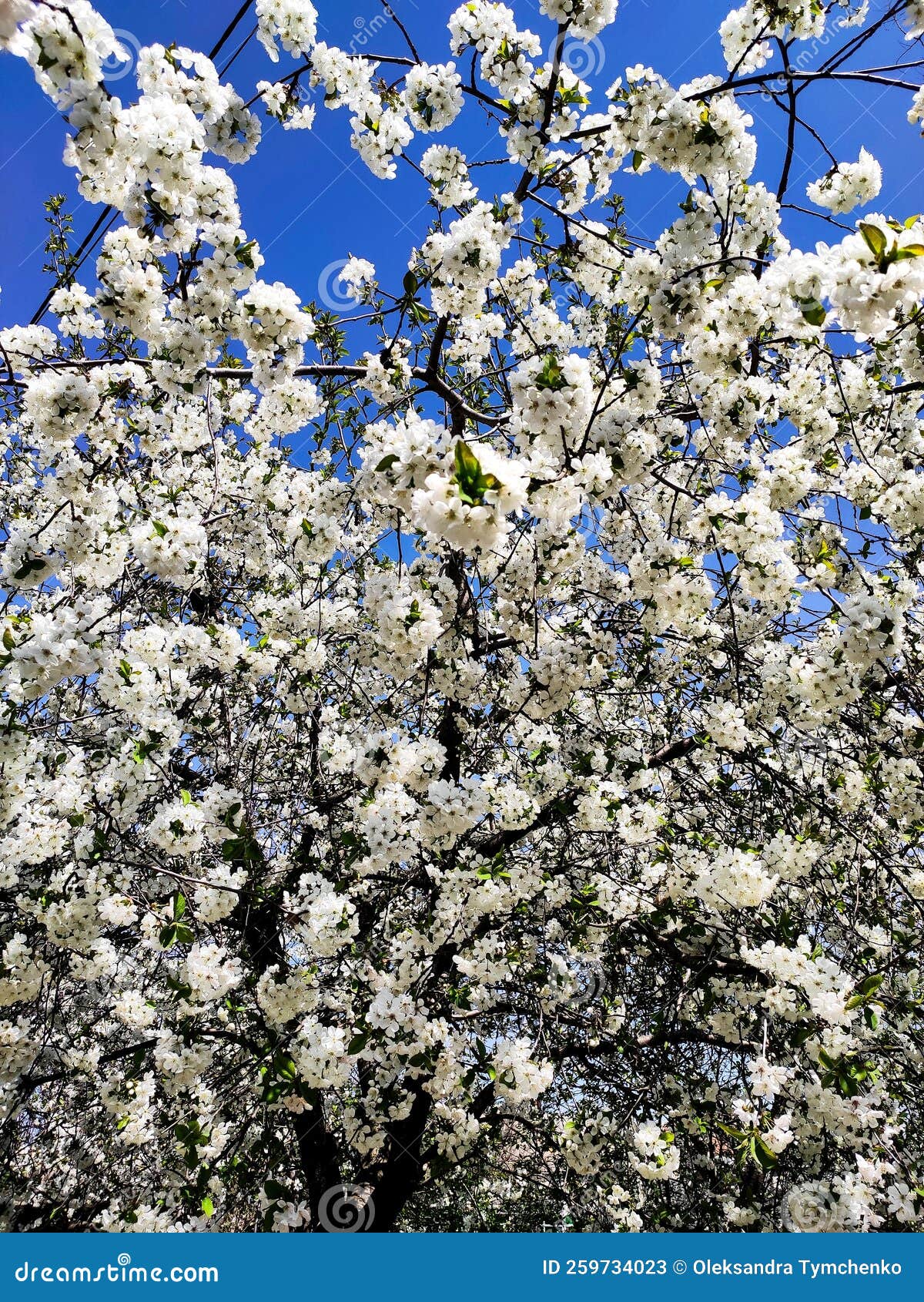 Charry tree stock image. Image of tree, food, frost - 259734023