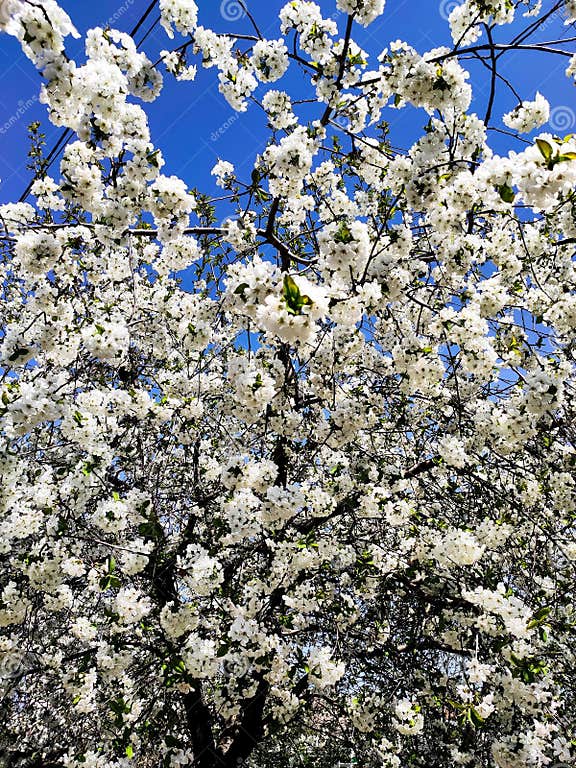 Charry tree stock image. Image of tree, food, frost - 259734023