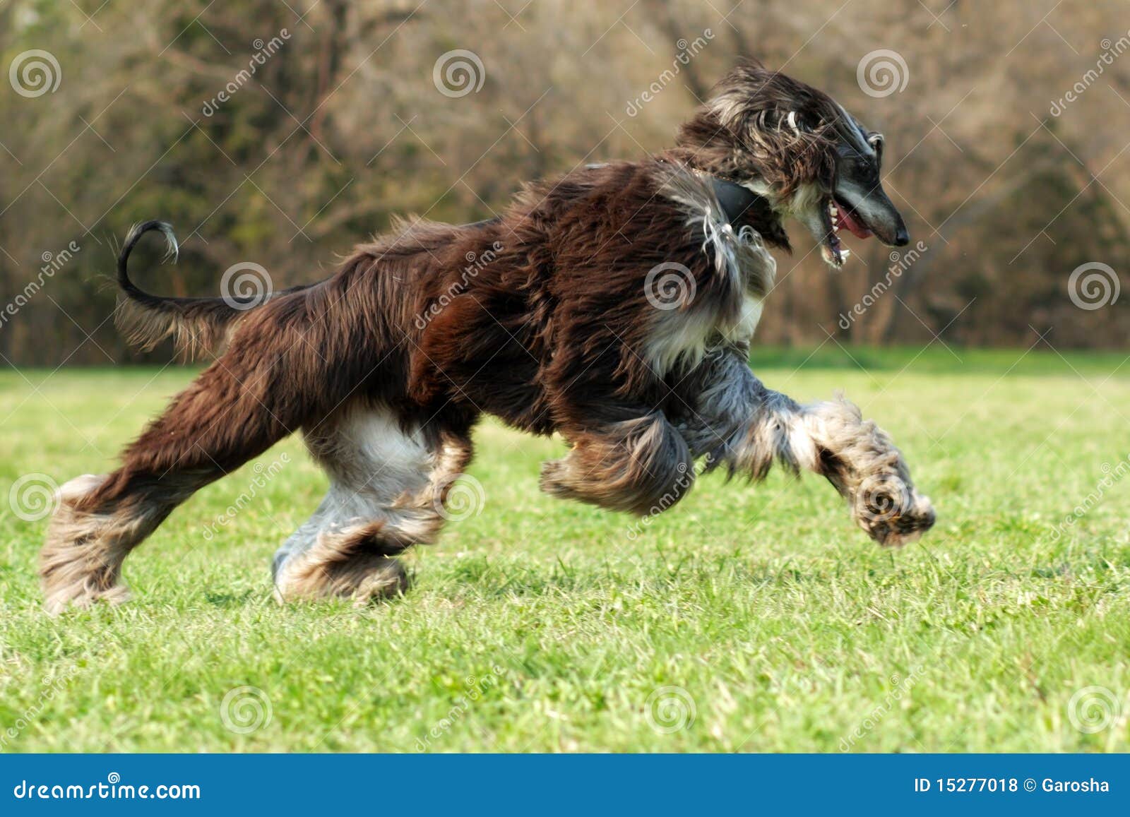 Chart afgański zdjęcie stock. Obraz złożonej z kamrat - 15277018