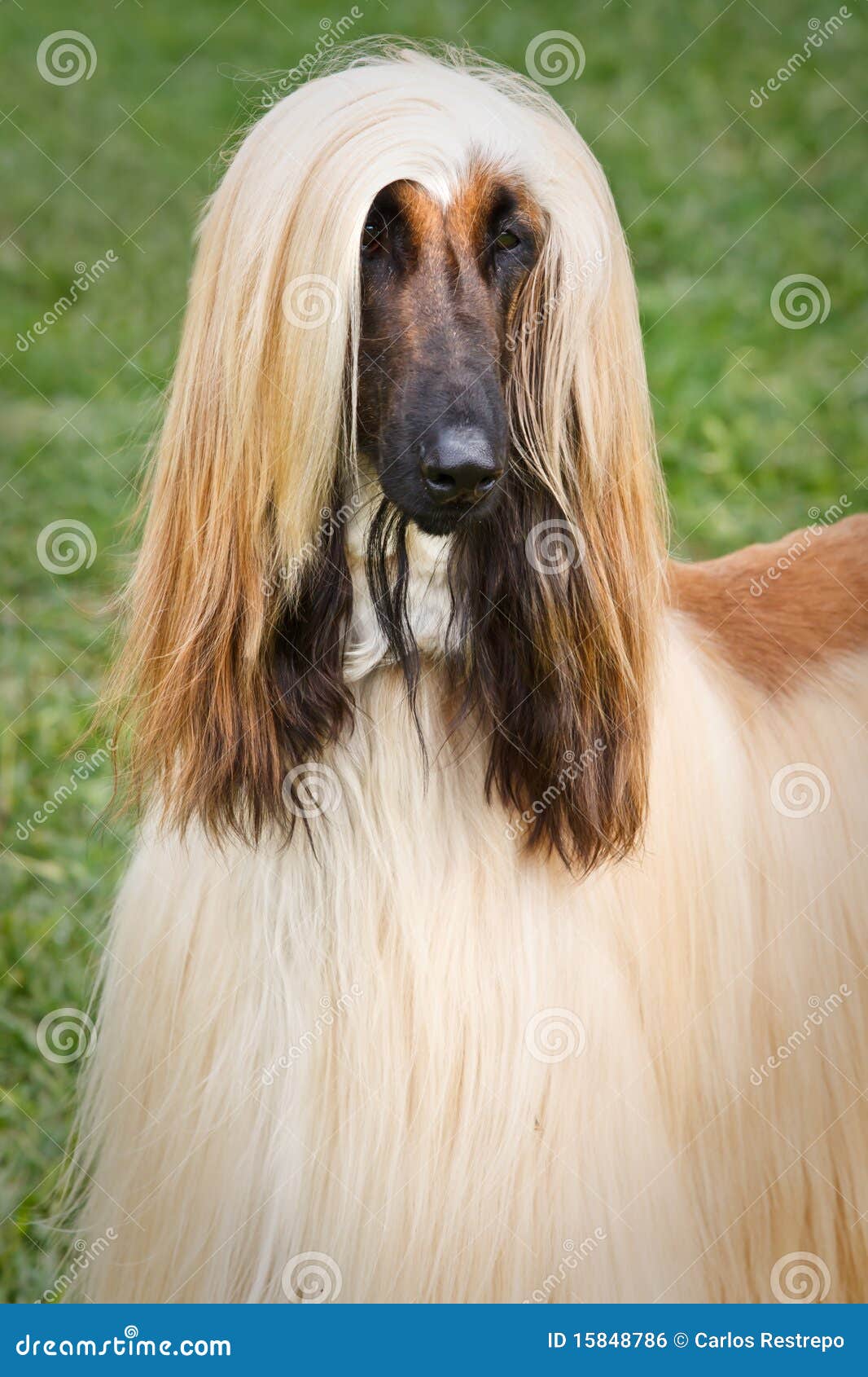 Chart afgański zdjęcie stock. Obraz złożonej z przedstawienie - 15848786