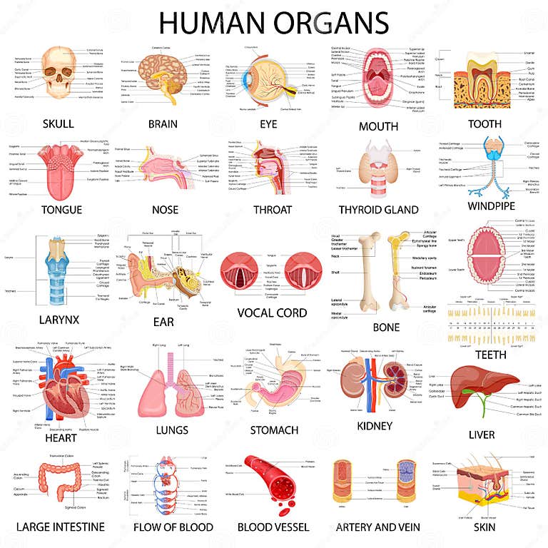Chart of Different Human Organs Stock Vector - Illustration of mouth ...